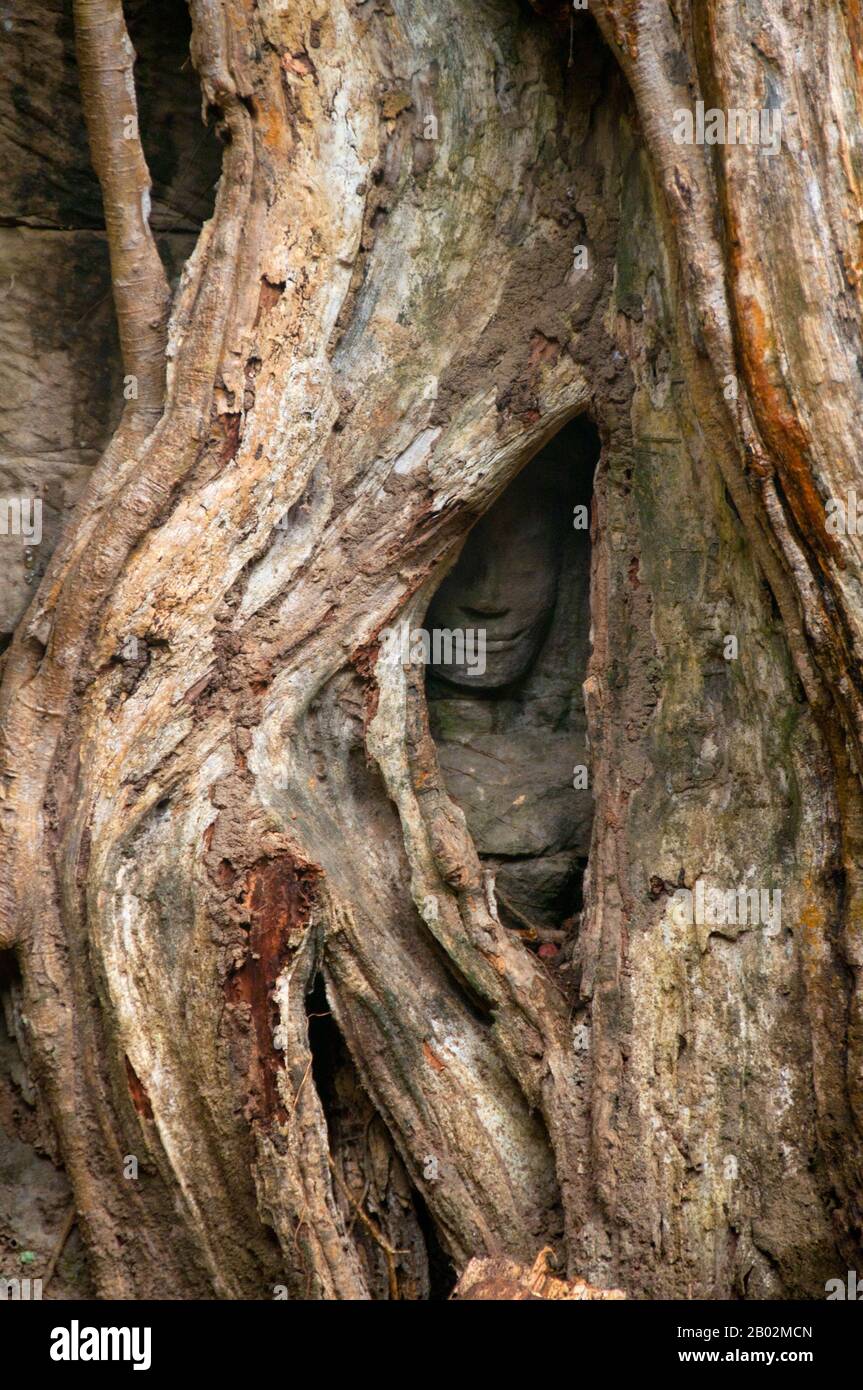 Two species predominate hi-res stock photography and images - Alamy