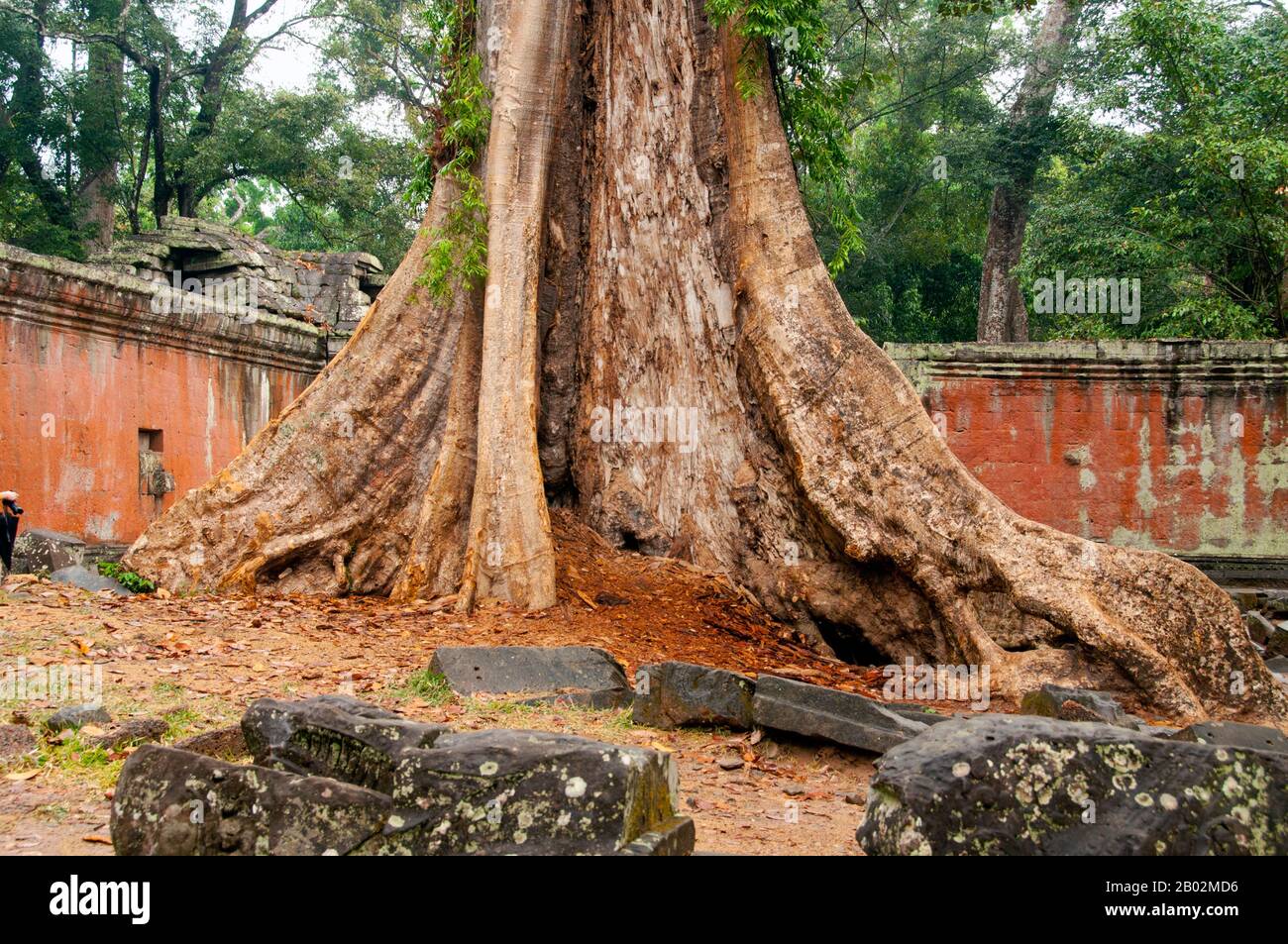 Cambodia: Ta Prohm with its famous trees growing over the ruins, Angkor ...