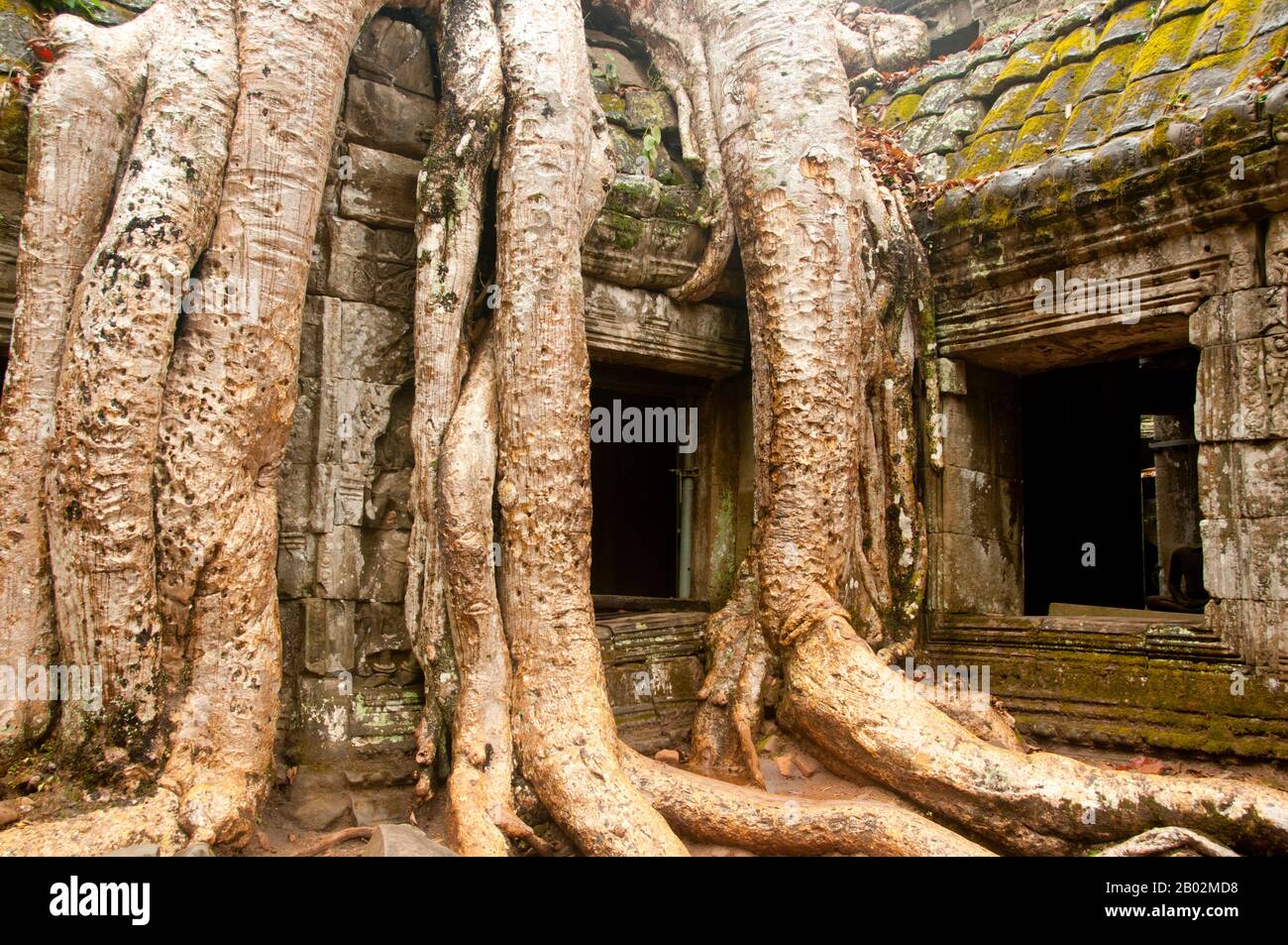 Two species predominate hi-res stock photography and images - Alamy