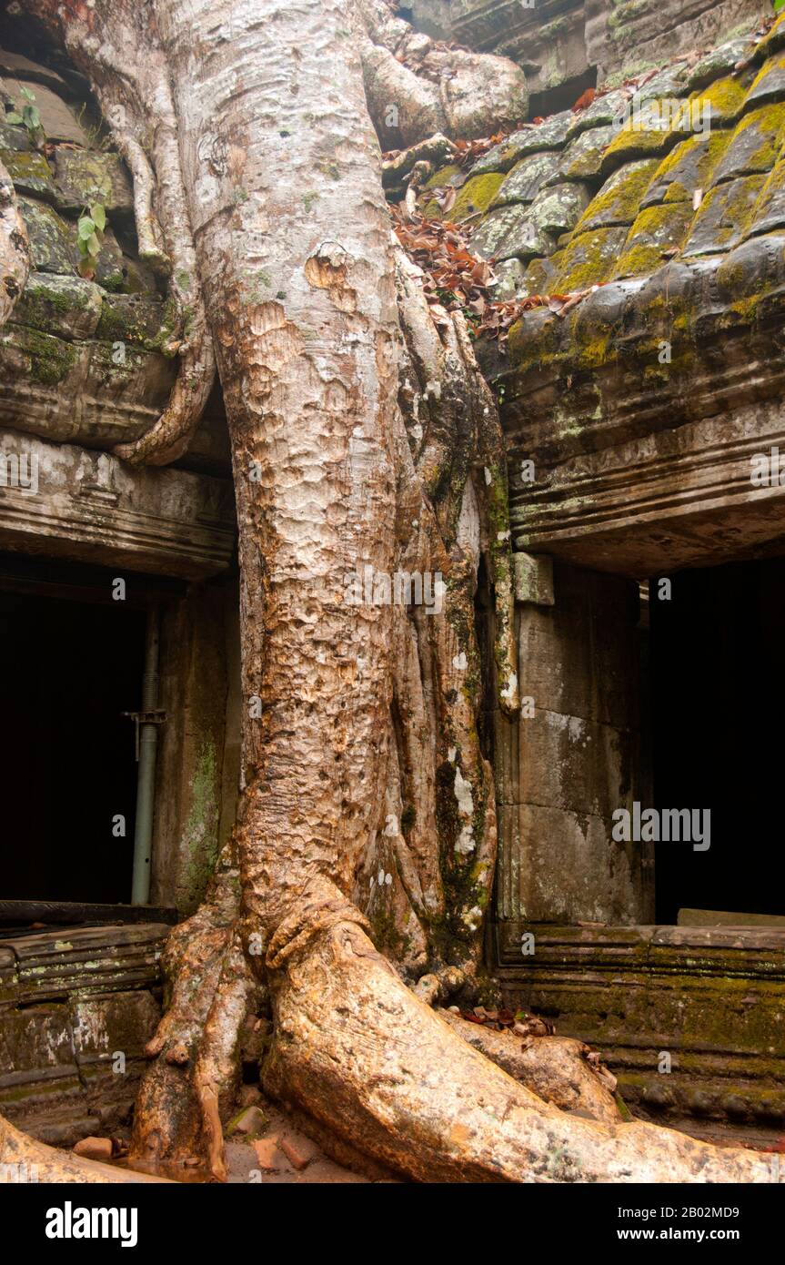 Two species predominate hi-res stock photography and images - Alamy