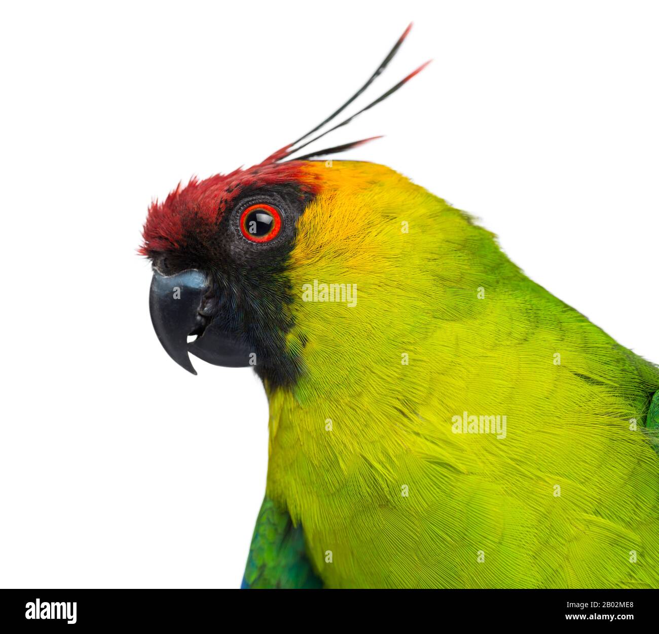 Close-up of a Horned Parakeet profile, Eunymphicus cornutus, isolated ...