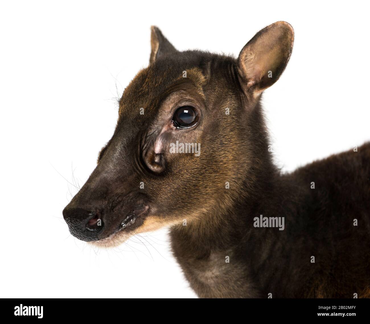 Philippine deer hi-res stock photography and images - Alamy