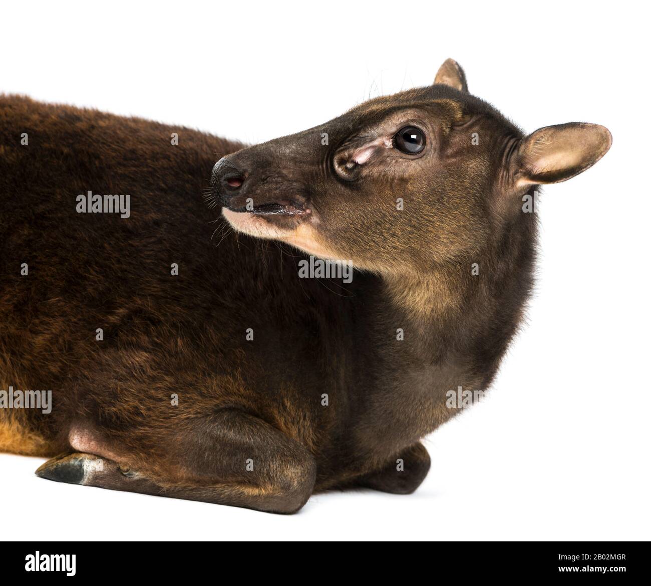 Philippine spotted deer hi-res stock photography and images - Alamy