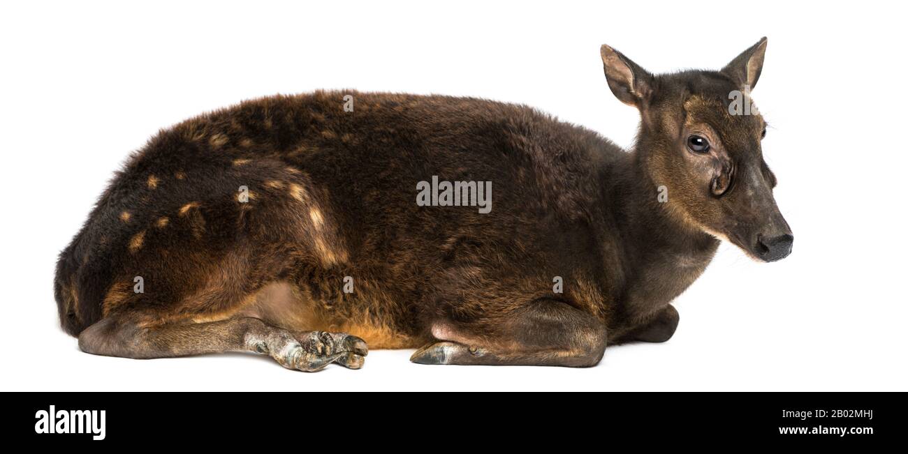 Side view of a Visayan spotted deer lying, Rusa alfredi, isolated on ...