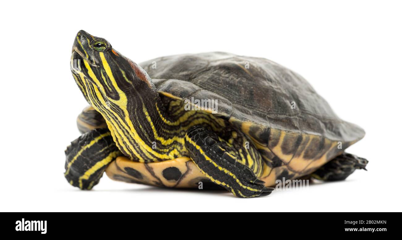 Pond slider, Trachemys scripta, isolated on white Stock Photo - Alamy