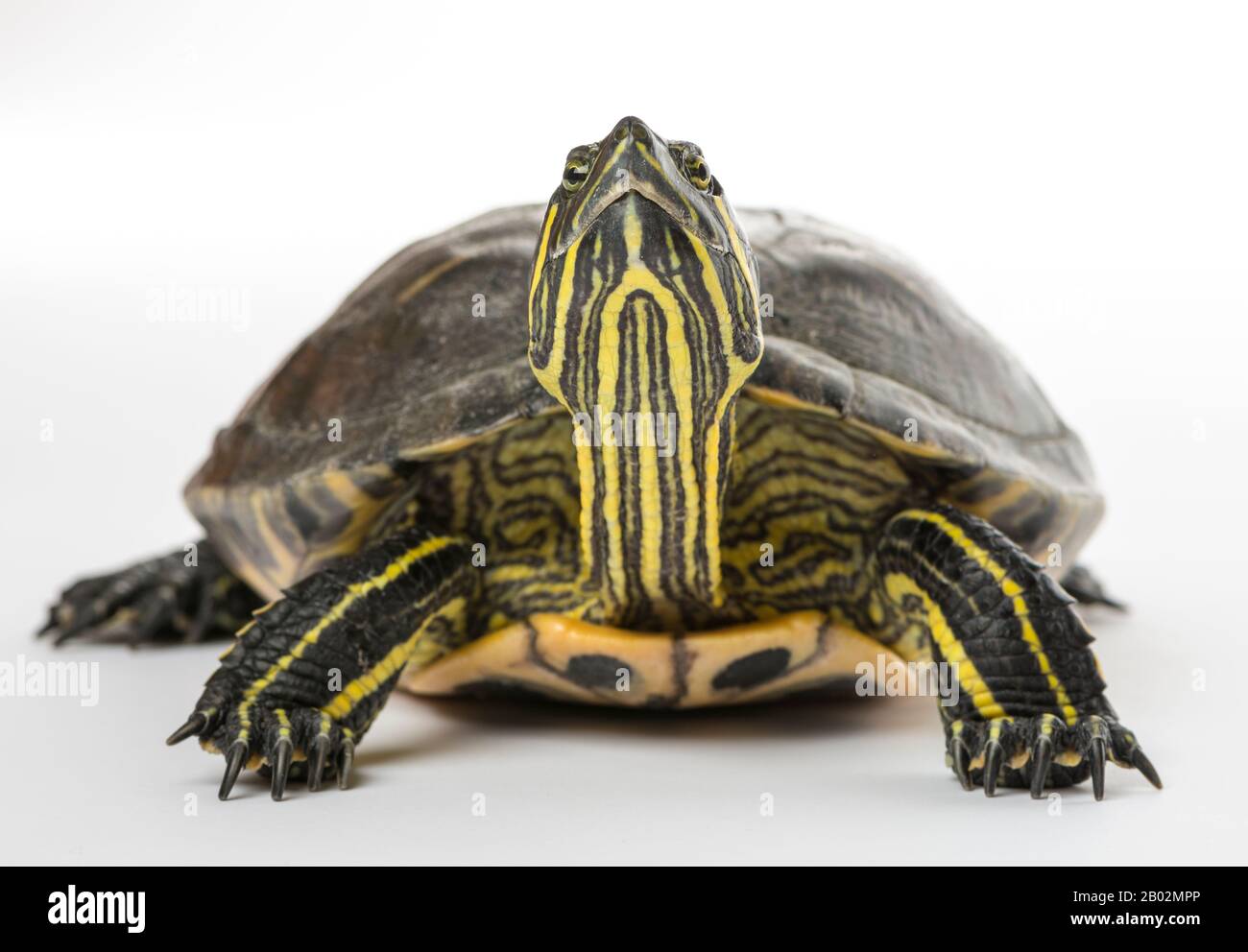 Pond slider, Trachemys scripta, isolated on white Stock Photo - Alamy