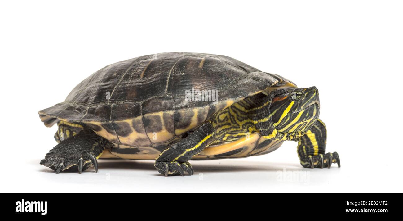 Pond slider, Trachemys scripta, isolated on white Stock Photo - Alamy