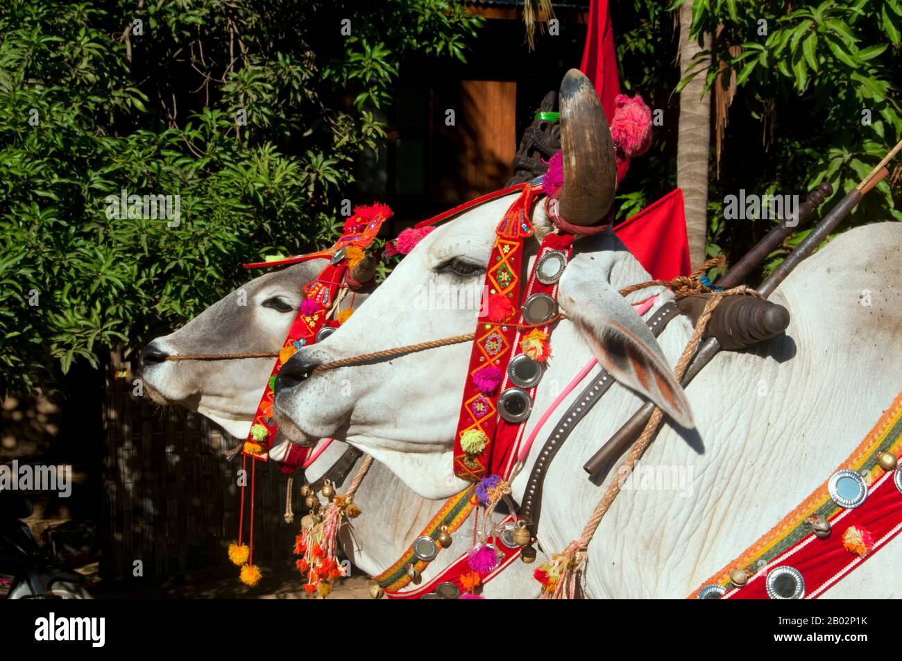 Shinbyu is the Burmese term for a novitiation ceremony (pabbajja) in ...
