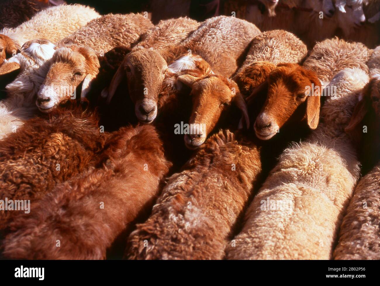 Fat tailed sheep hi-res stock photography and images - Alamy