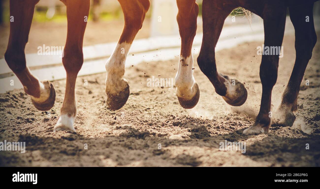 Horse galloping across field hi-res stock photography and images - Alamy