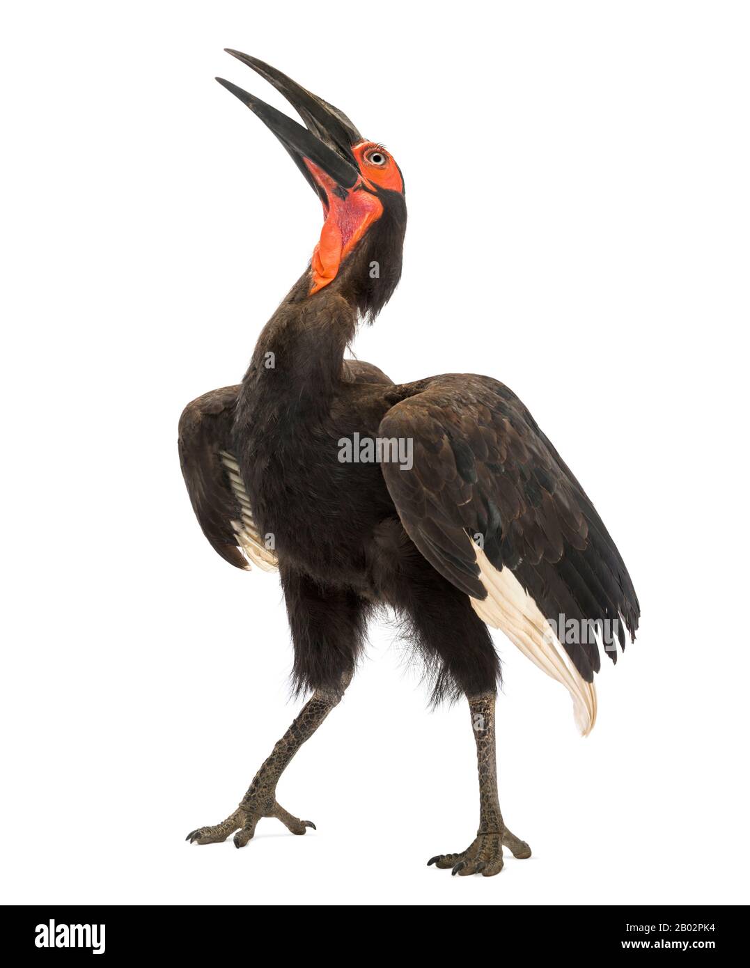 Southern Ground Hornbill singing, standing upright, Bucorvus ...