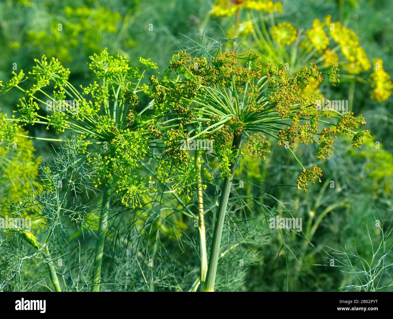 green and yellow dill plant closeup. farming and agriculture concept ...