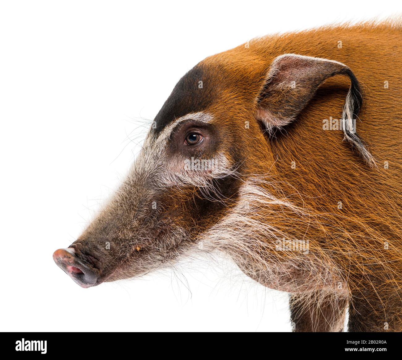 Pig profile hi-res stock photography and images - Alamy