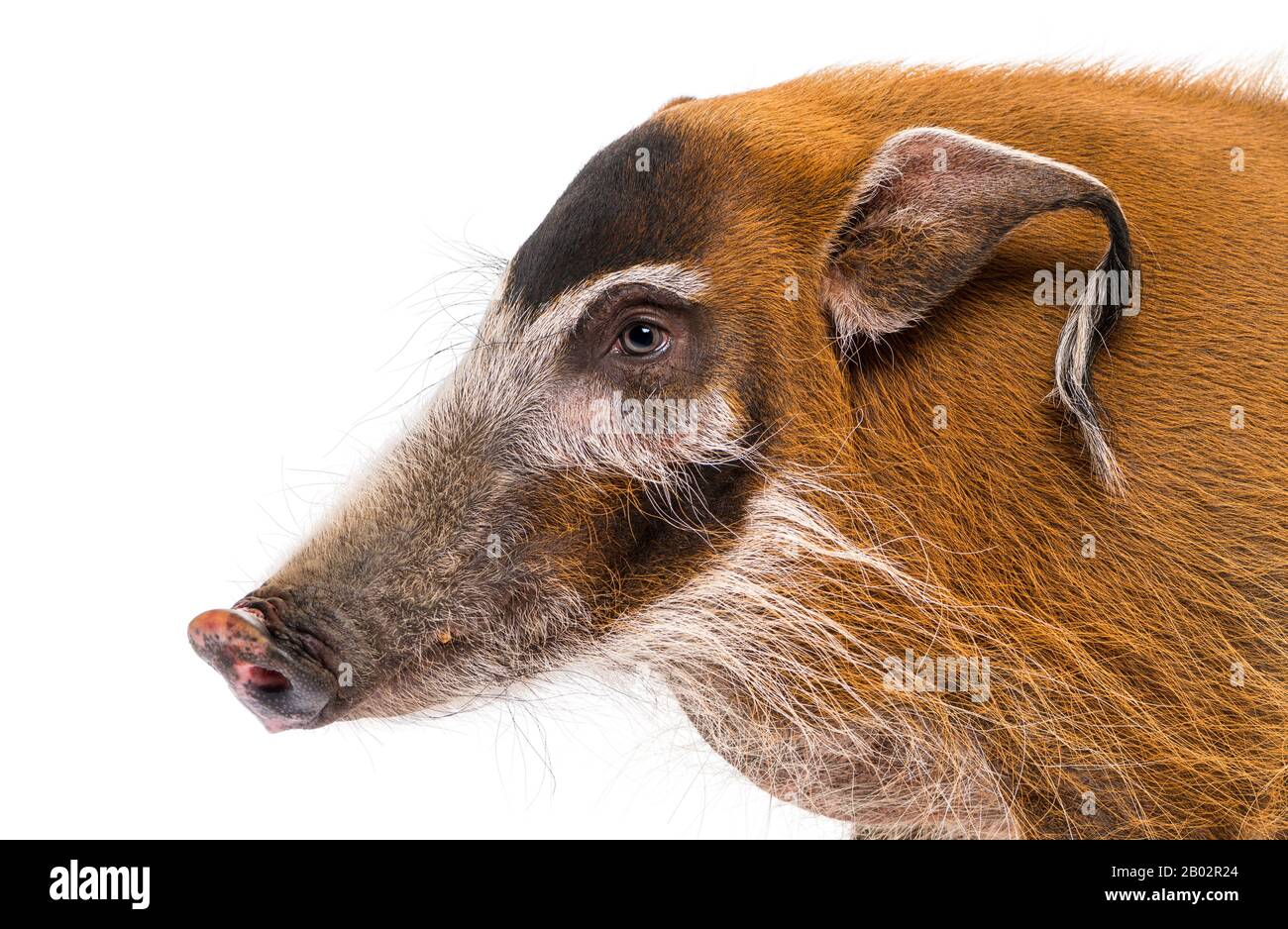 Pig profile hi-res stock photography and images - Alamy