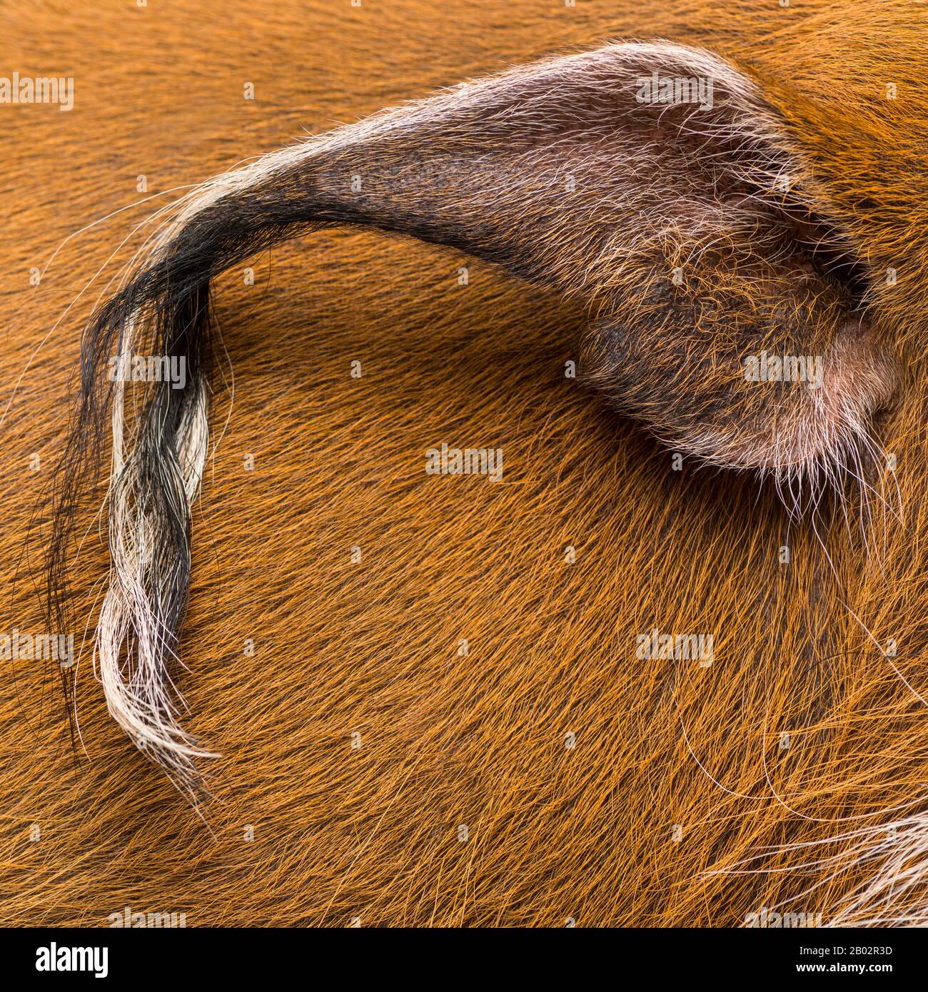 Pig's head isolated hi-res stock photography and images - Alamy