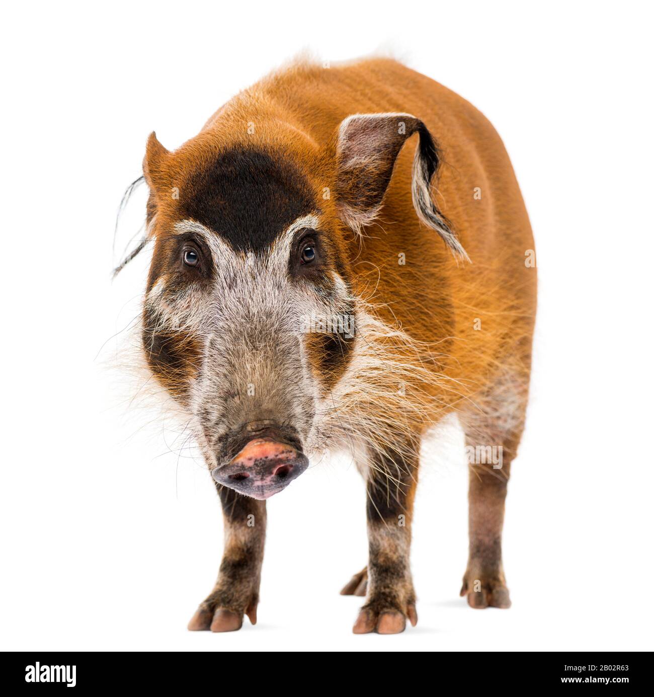 Standing at a river Cut Out Stock Images & Pictures - Alamy