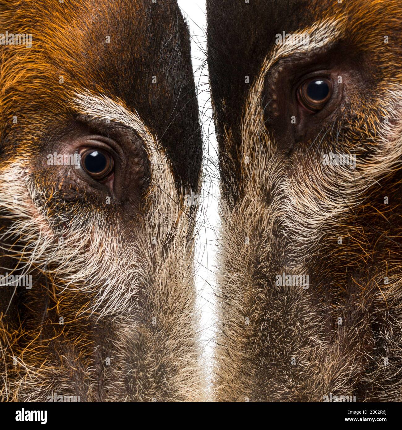 Bush pig close up hi-res stock photography and images - Alamy