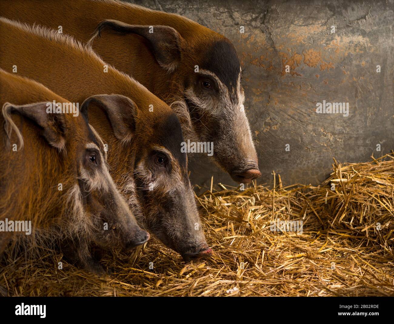 Bush pigs hi-res stock photography and images - Alamy