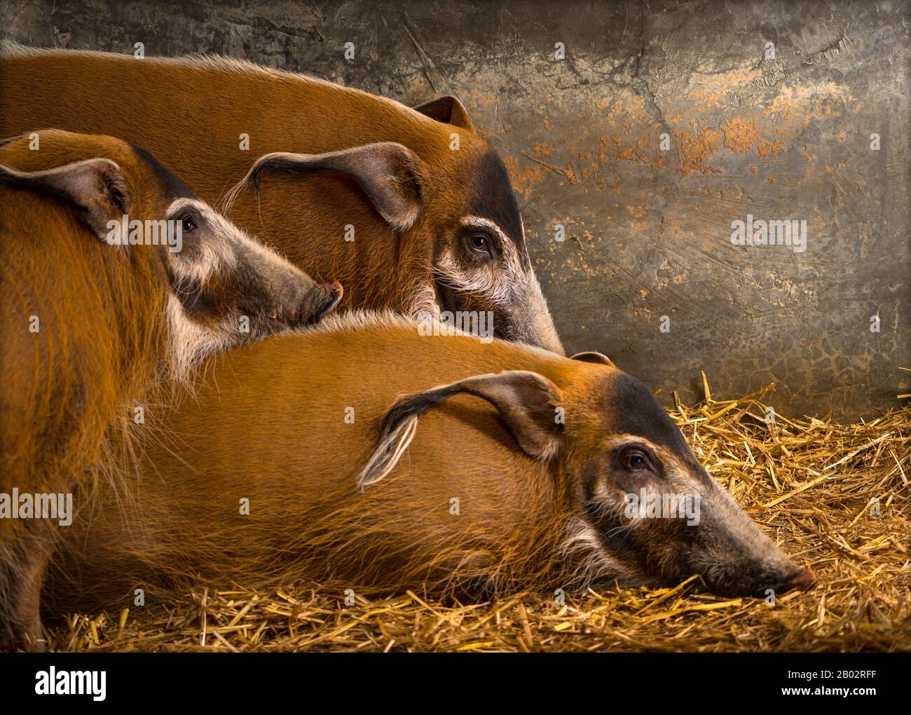 Group of Bush pigs in their pen, Potamochoerus porcus Stock Photo - Alamy
