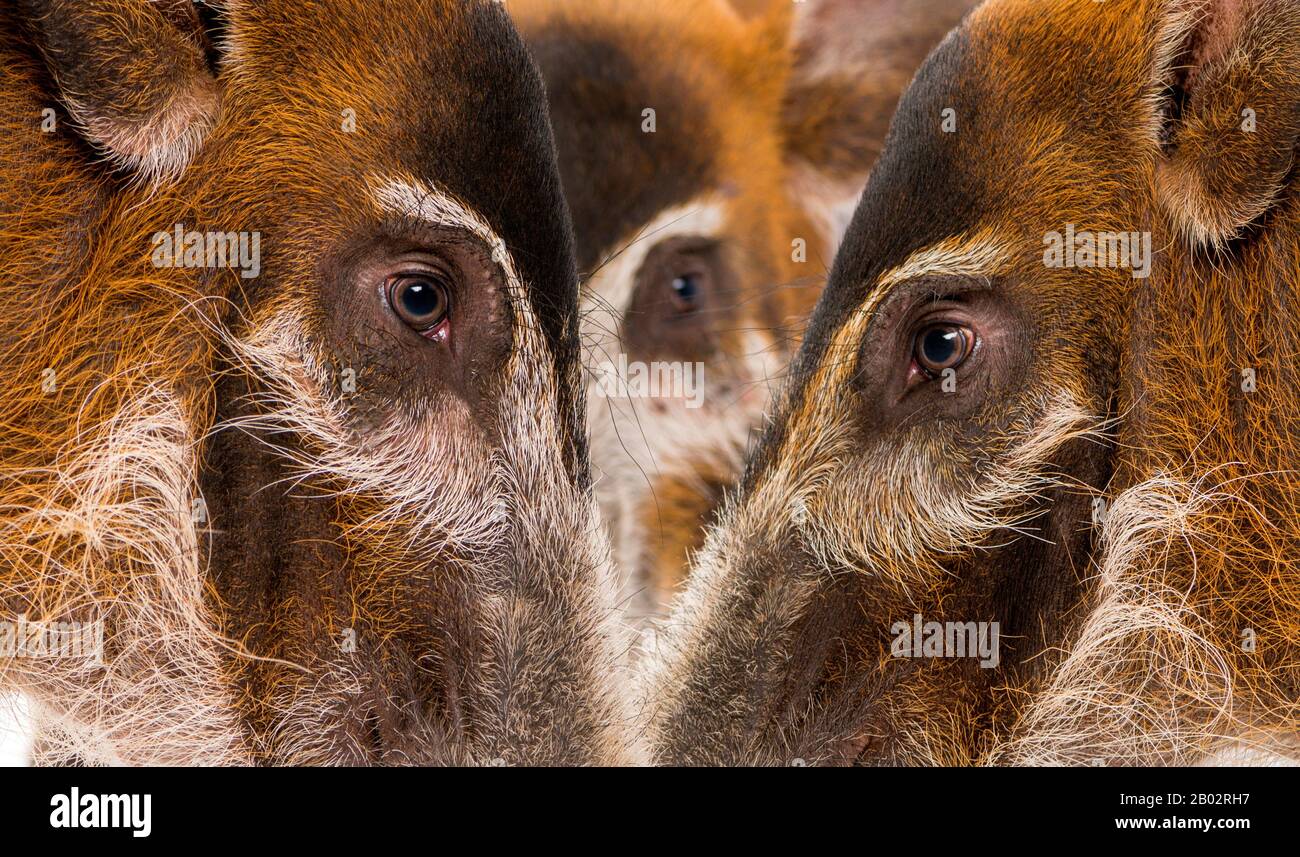 Pigs heads hi-res stock photography and images - Alamy
