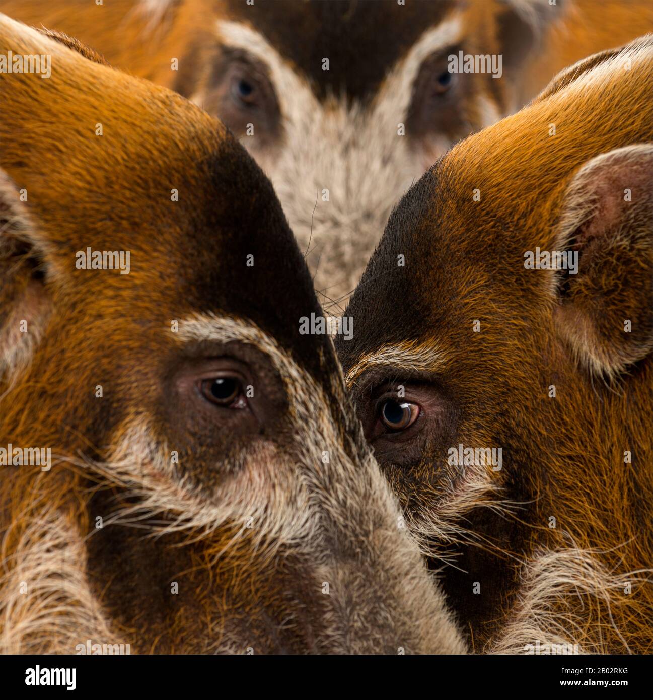 Pigs heads hi-res stock photography and images - Alamy