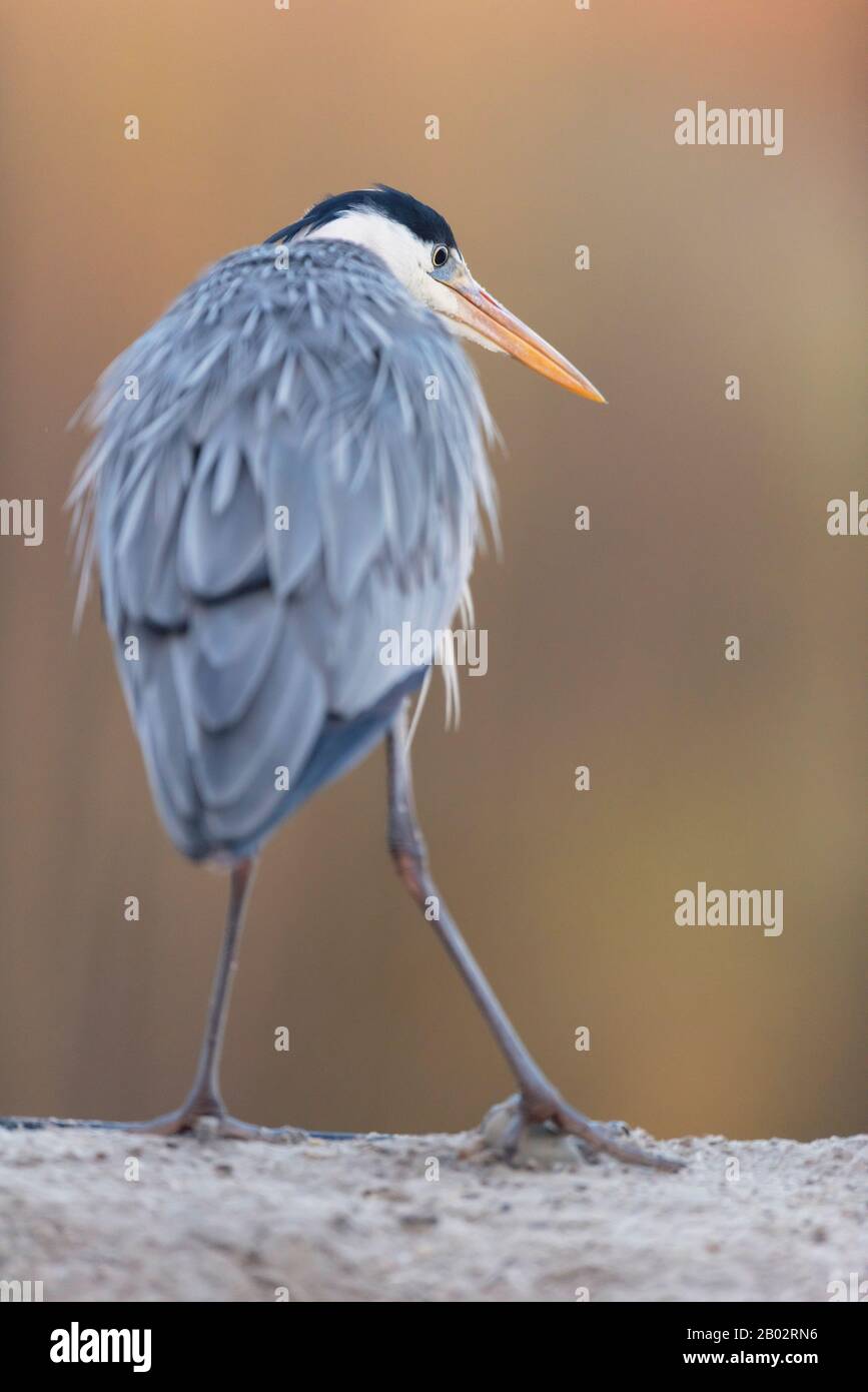 Back view gray heron hi-res stock photography and images - Alamy