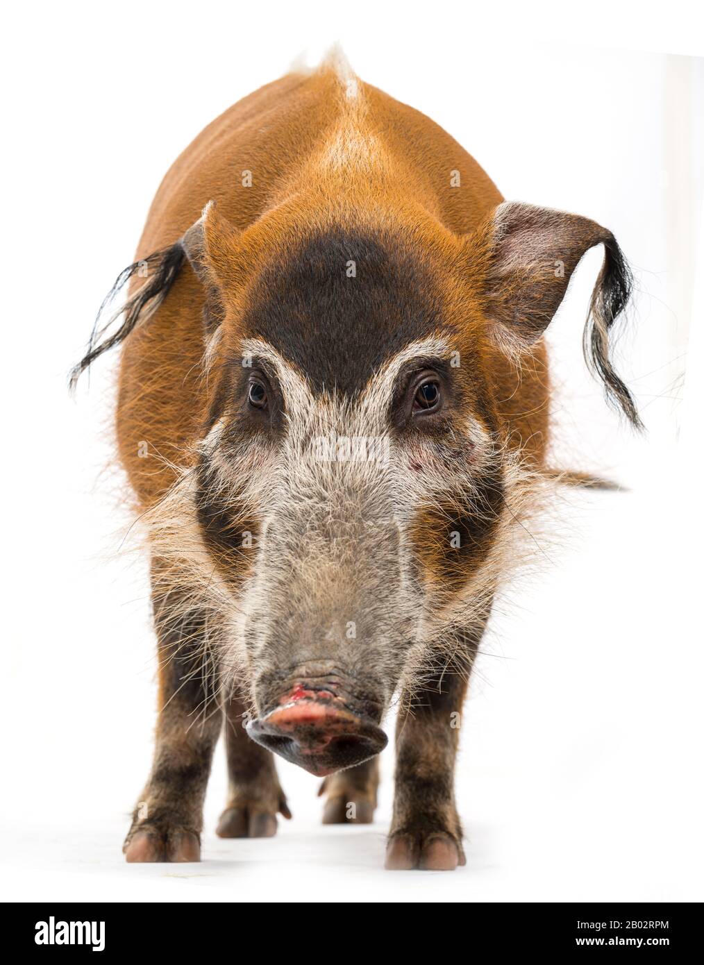 Bush pig, Potamochoerus porcus, isolated on white Stock Photo - Alamy