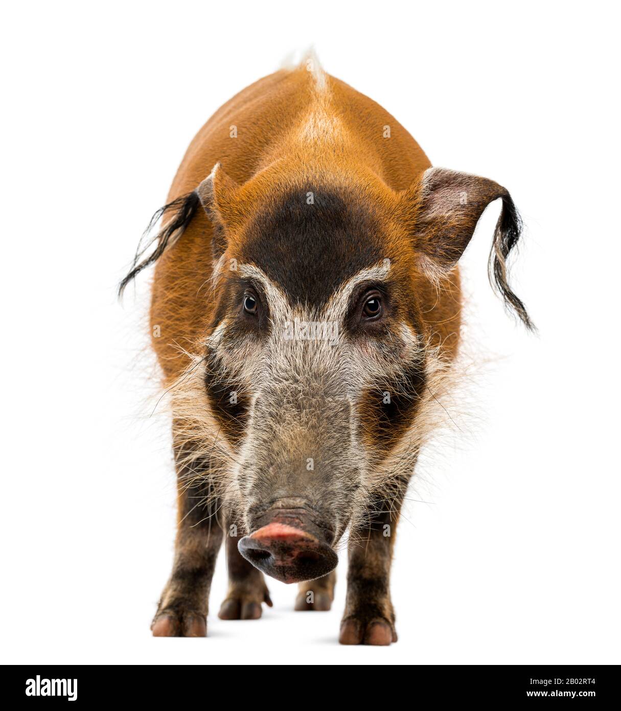 Front view of a Bush pig standing, Potamochoerus porcus, isolated on ...