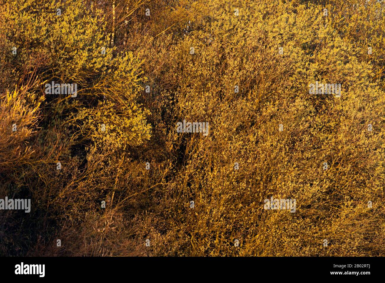 Foliage of early spring trees in morning sunlight Stock Photo - Alamy
