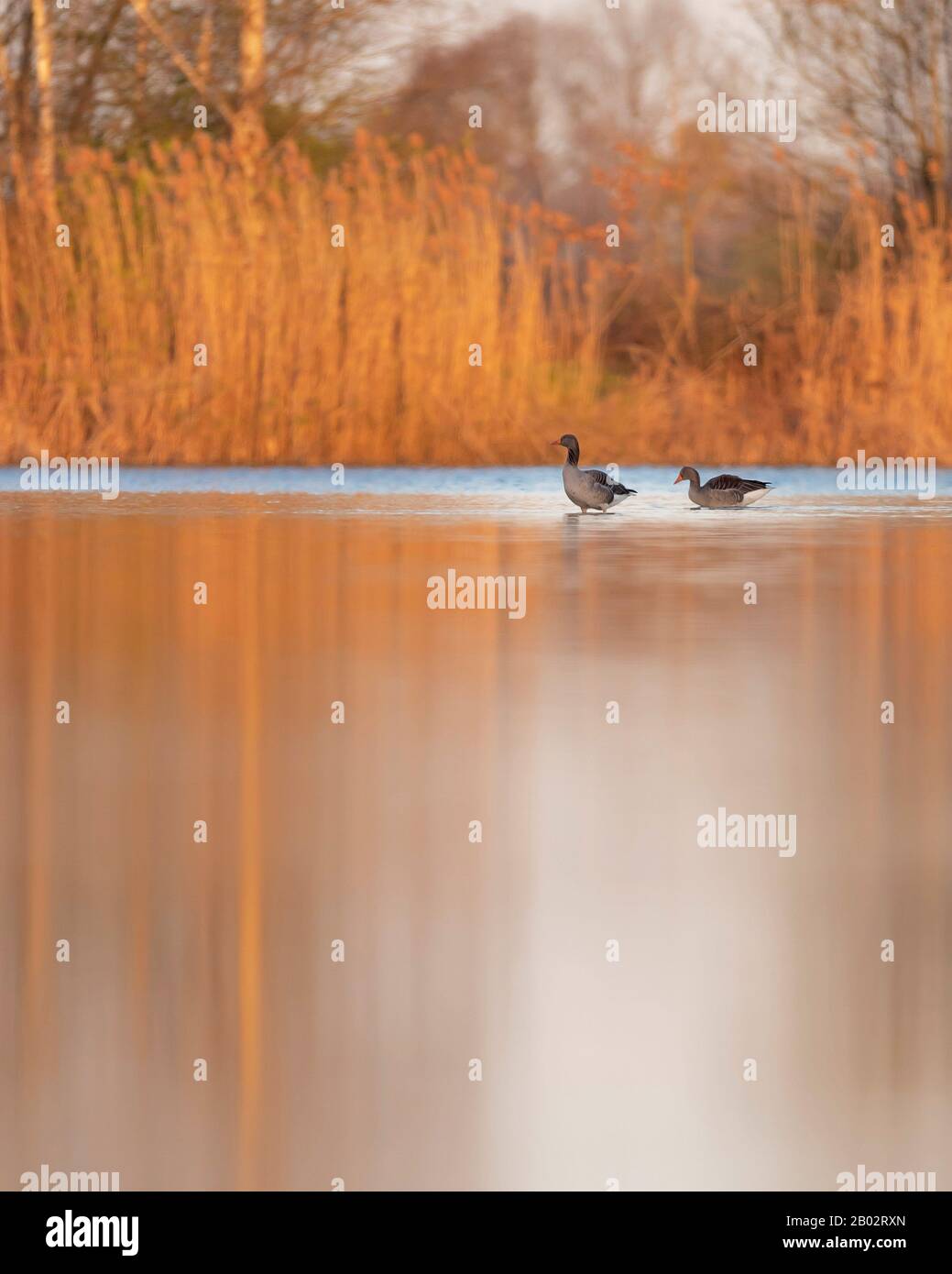 Tan Geese High Resolution Stock Photography and Images - Alamy