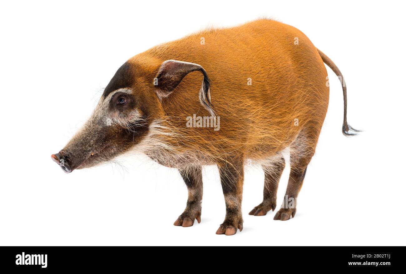 Bush pig standing, Potamochoerus porcus, isolated on white Stock Photo ...