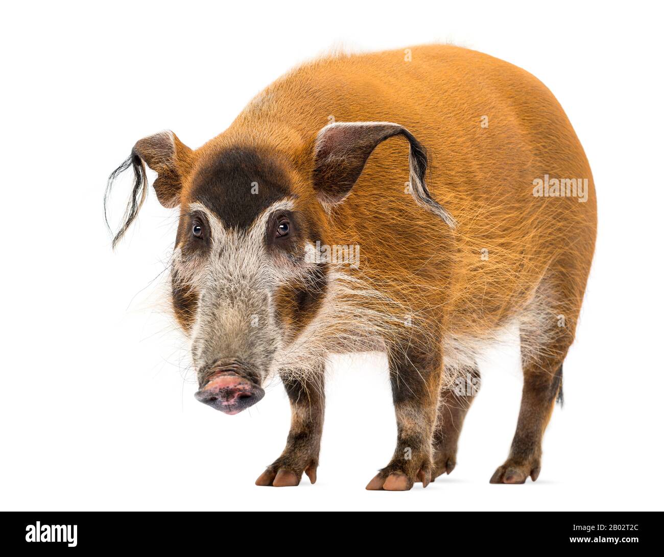 Bush pig standing, looking at the camera, Potamochoerus porcus ...