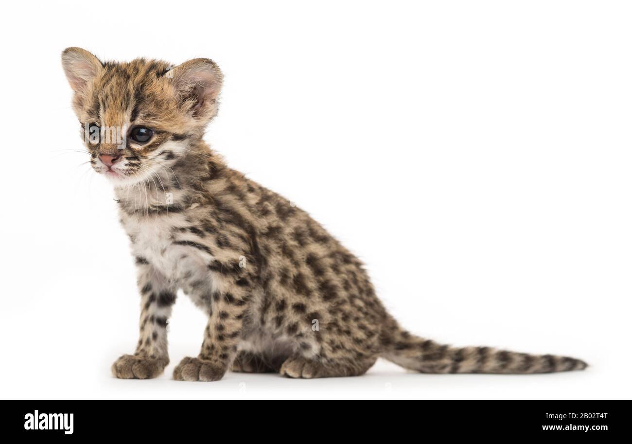 Oncilla, Leopardus tigrinus, 5 weeks old, isolated on white Stock Photo ...