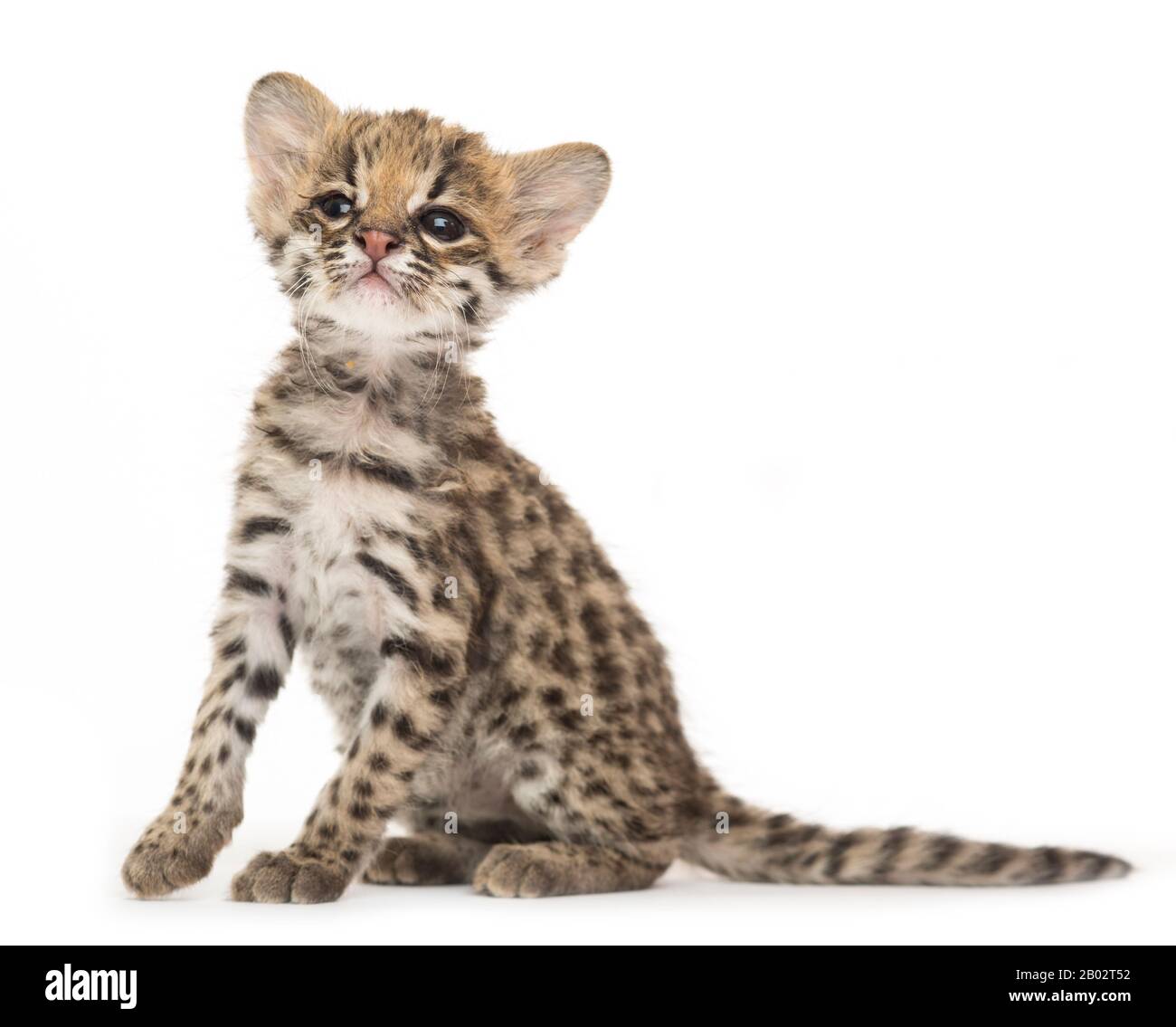 Oncilla leopardus tigrinus hi-res stock photography and images - Alamy