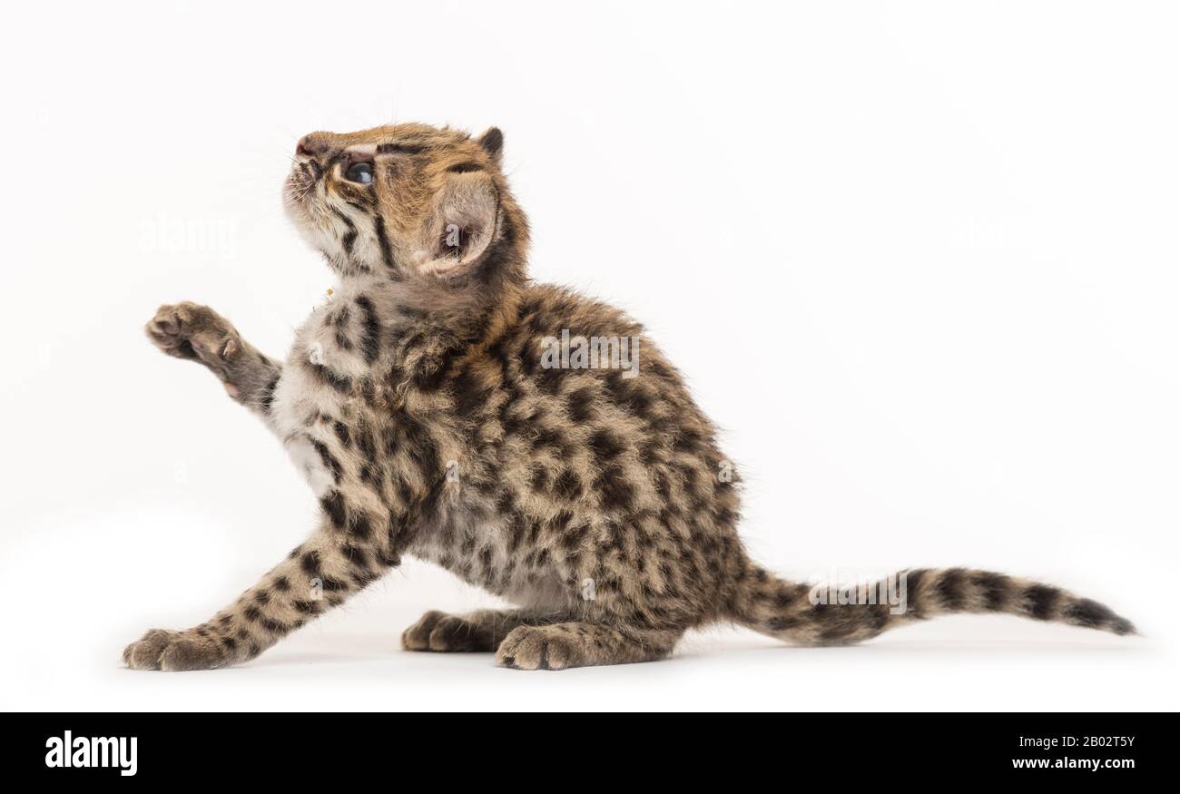 Oncilla kitten hi-res stock photography and images - Alamy