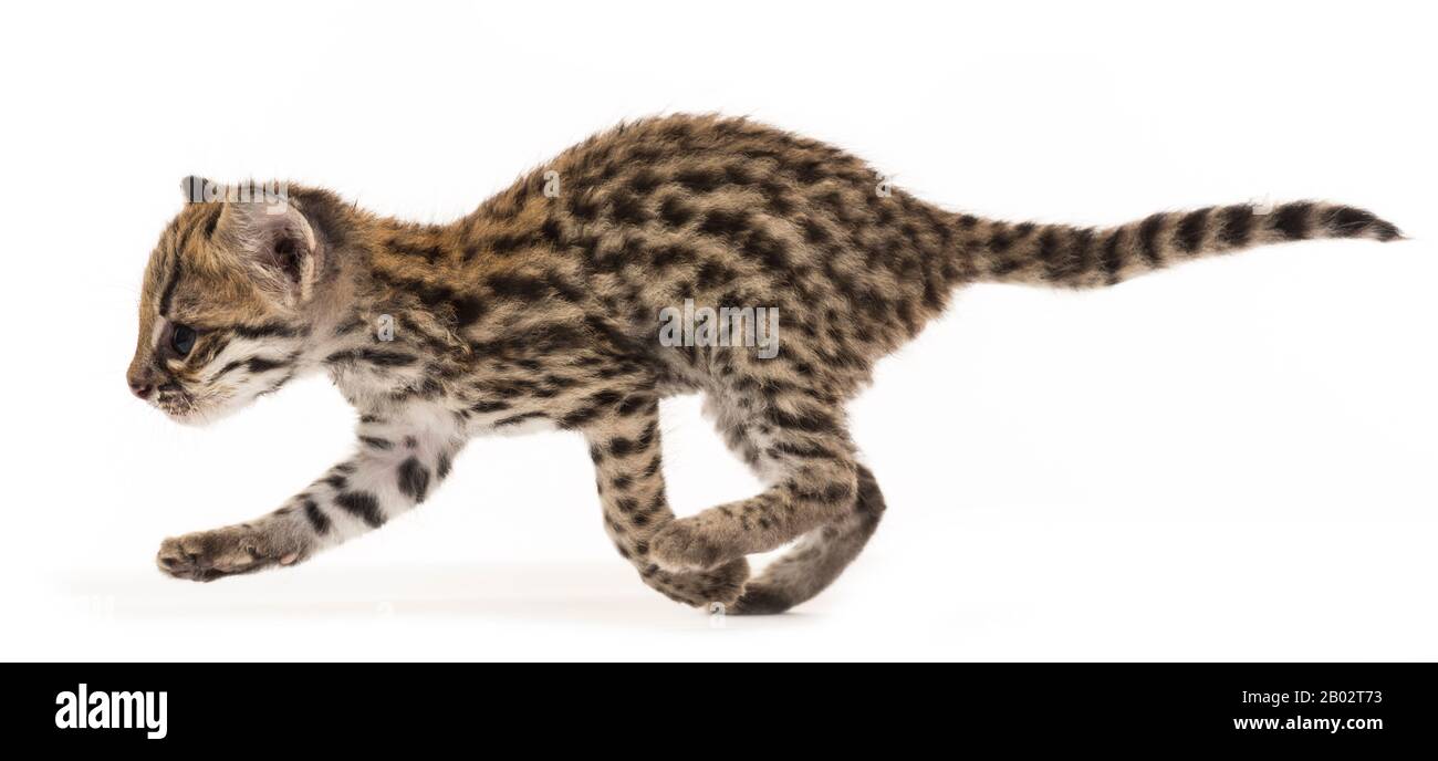 Oncilla, Leopardus tigrinus, 5 weeks old, isolated on white Stock Photo ...