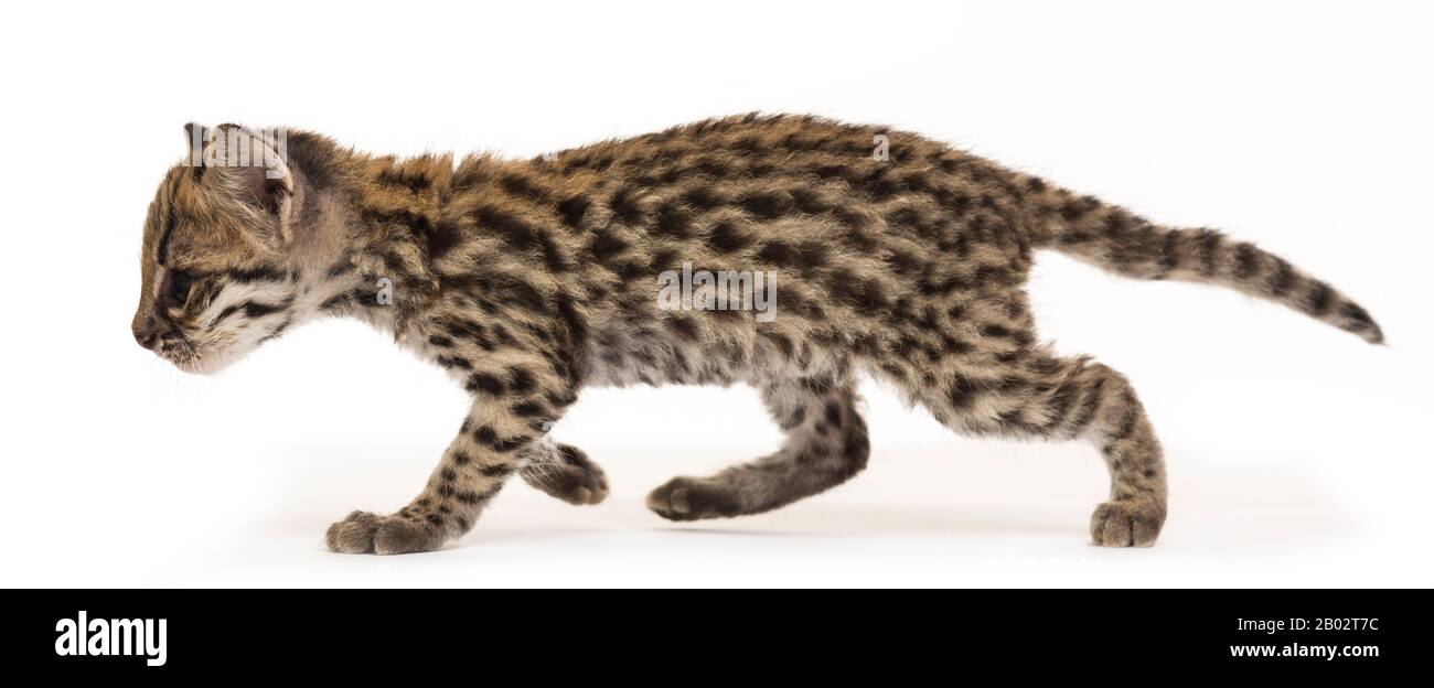 Oncilla, Leopardus tigrinus, 5 weeks old, isolated on white Stock Photo ...