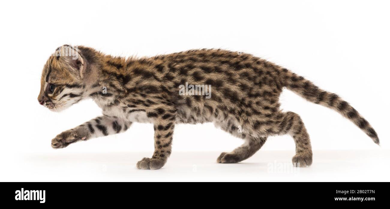 Oncilla, Leopardus tigrinus, 5 weeks old, isolated on white Stock Photo ...