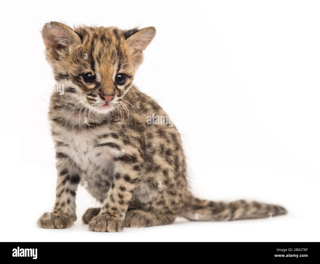 Oncilla, Leopardus tigrinus, 5 weeks old, isolated on white Stock Photo ...