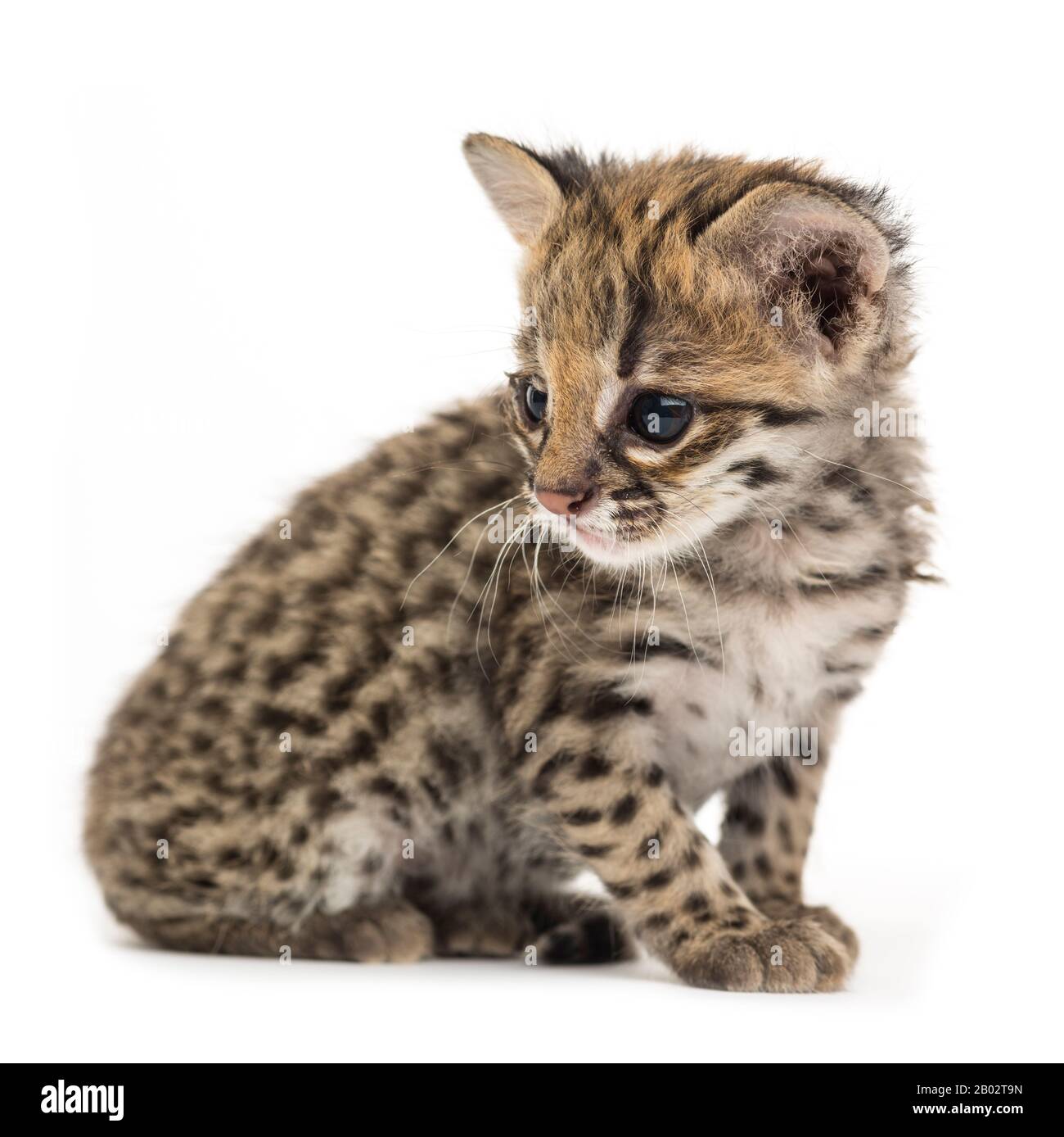 Oncilla, Leopardus tigrinus, 5 weeks old, isolated on white Stock Photo ...