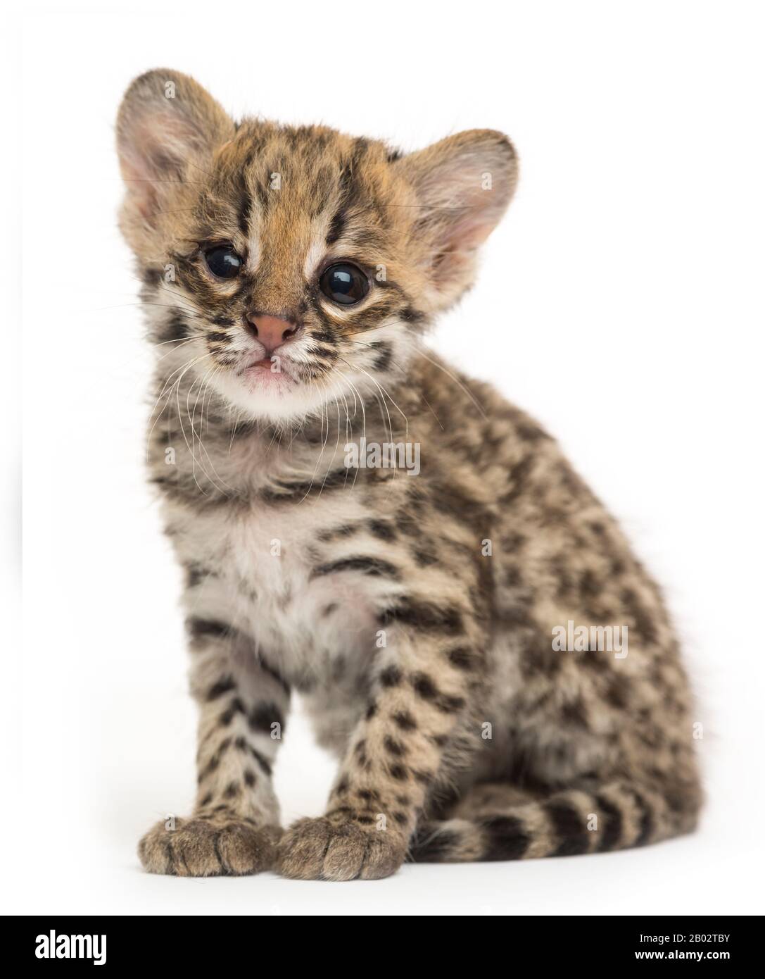 Oncilla, Leopardus tigrinus, 5 weeks old, isolated on white Stock Photo ...