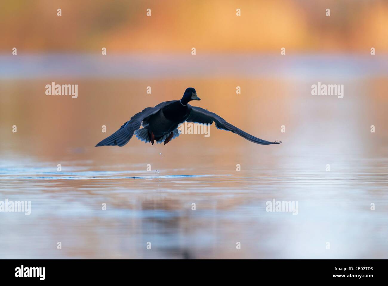 Flying mallard dawn hi-res stock photography and images - Alamy