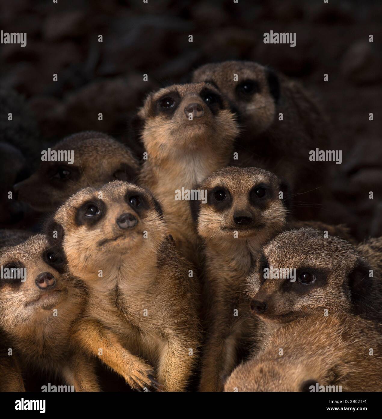 Mob Of Meerkats High Resolution Stock Photography and Images - Alamy