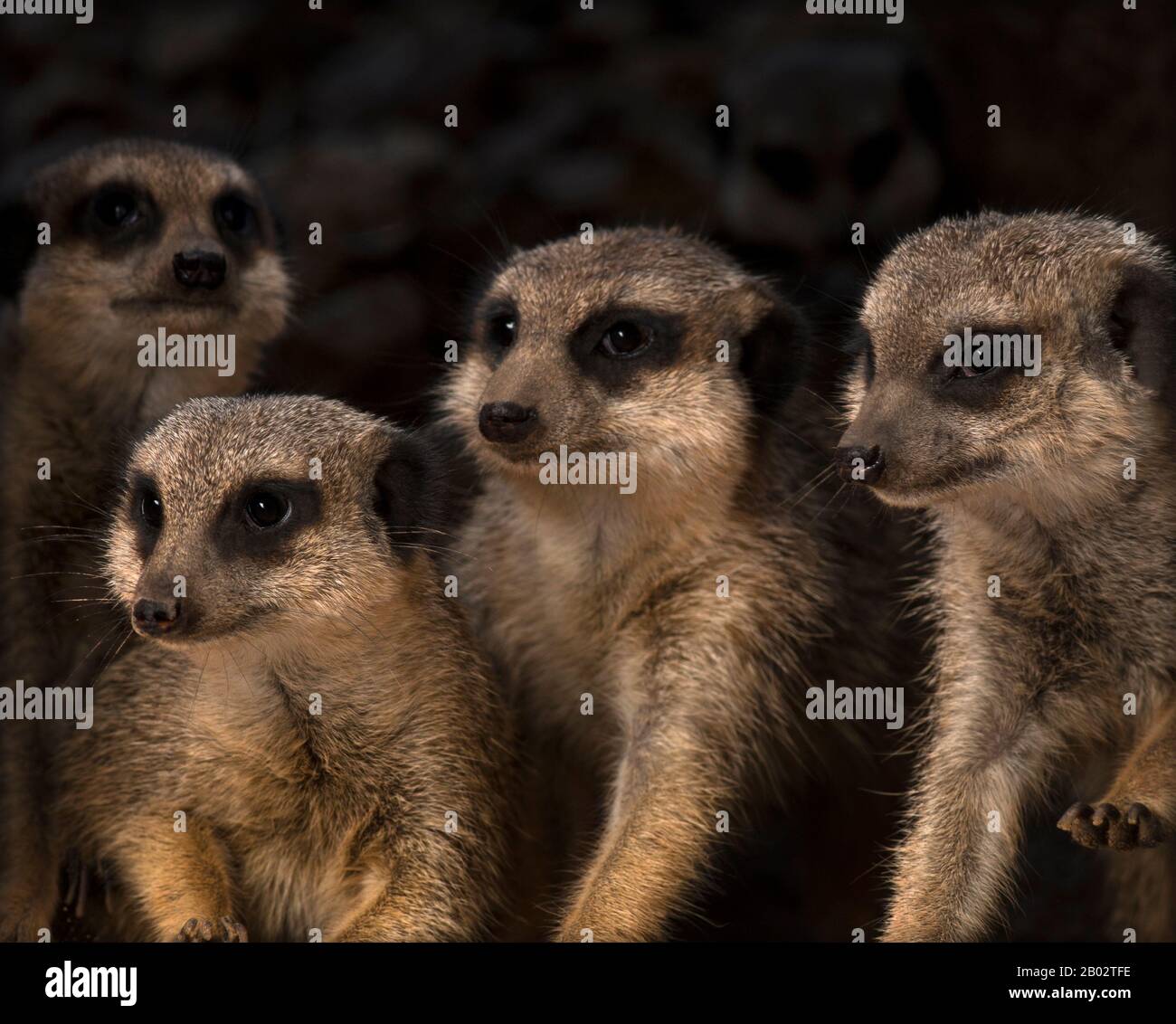 Meerkats mob hi-res stock photography and images - Alamy