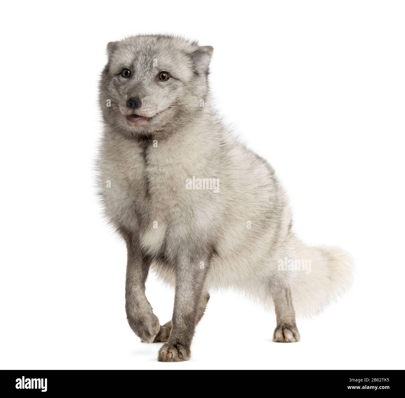 Arctic fox standing, alert, Vulpes lagopus, isolated on white Stock ...