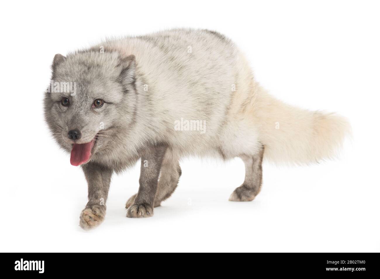 Vulpes lagopus arctic fox Cut Out Stock Images & Pictures - Alamy