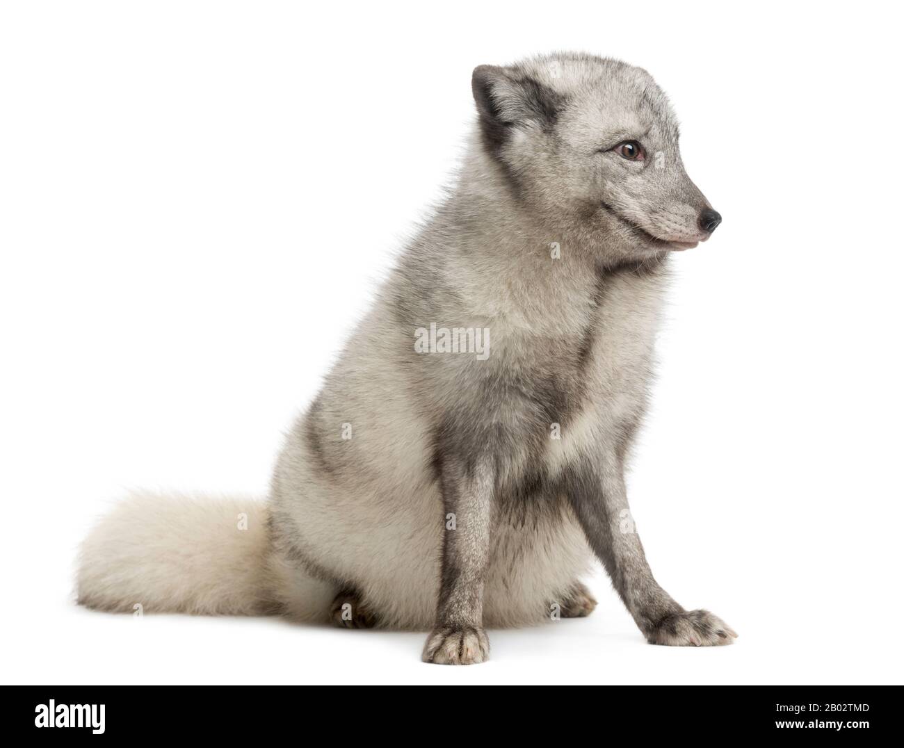 Arctic fox sitting, looking away, Vulpes lagopus, isolated on white ...