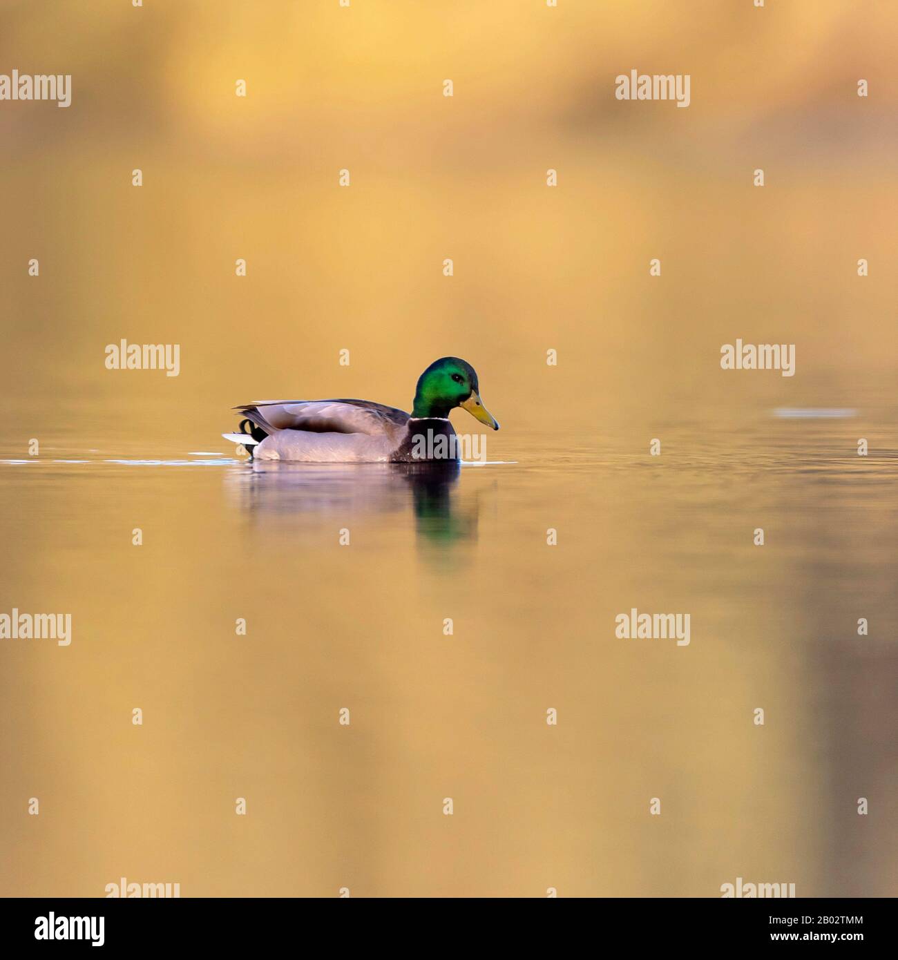 Male mallard in lake at sunrise Stock Photo - Alamy