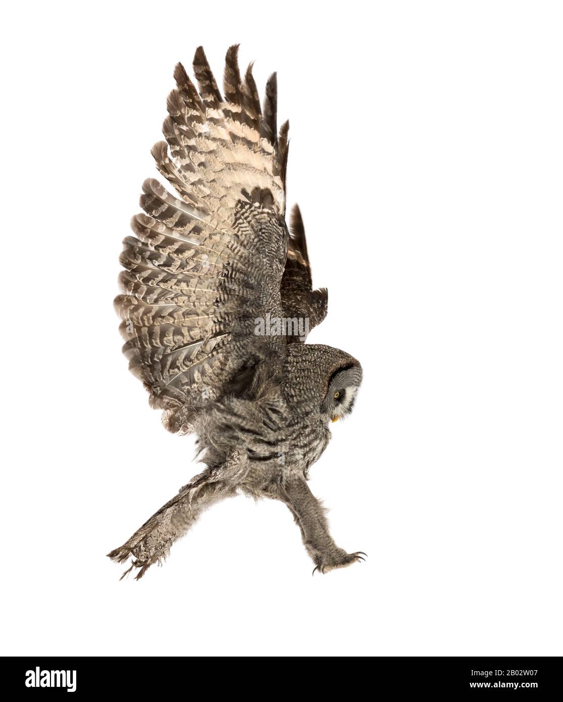 Great Gray Owl Flying