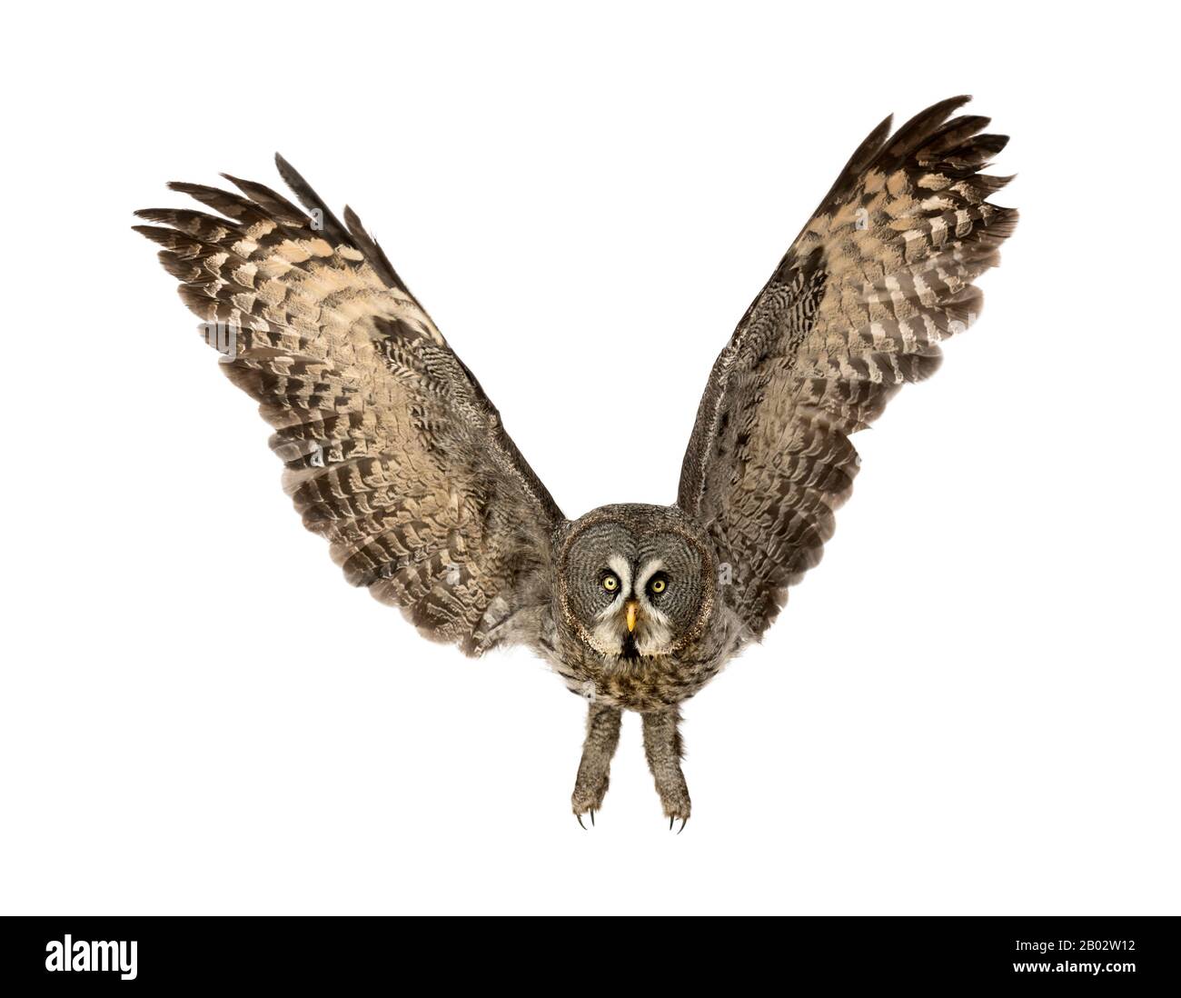 Facing owl Cut Out Stock Images & Pictures - Alamy